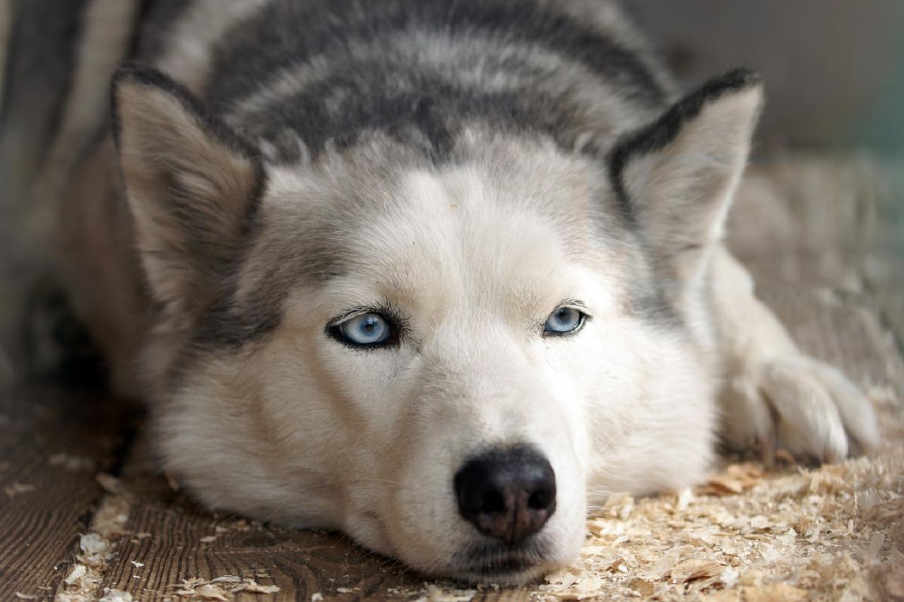 Dogs That Shed The Most - top 8 SHEDDING dogs (With PICTURES)!