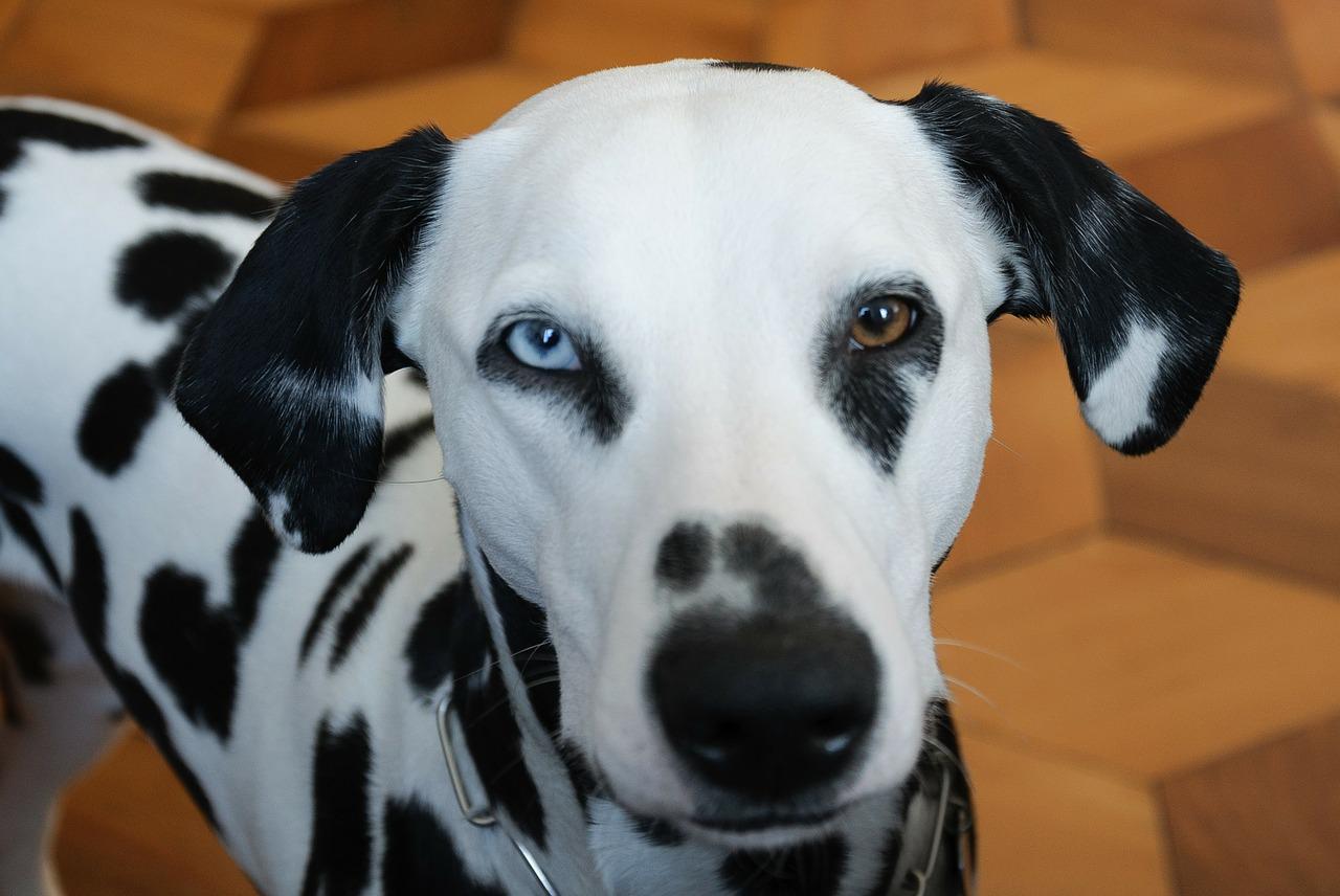 Dogs That Shed The Most - top 8 SHEDDING dogs (With PICTURES)!