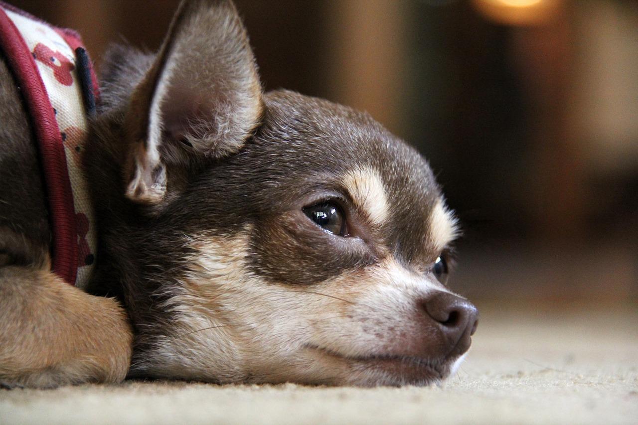 Dogs That Shed The Most - top 8 SHEDDING dogs (With PICTURES)!