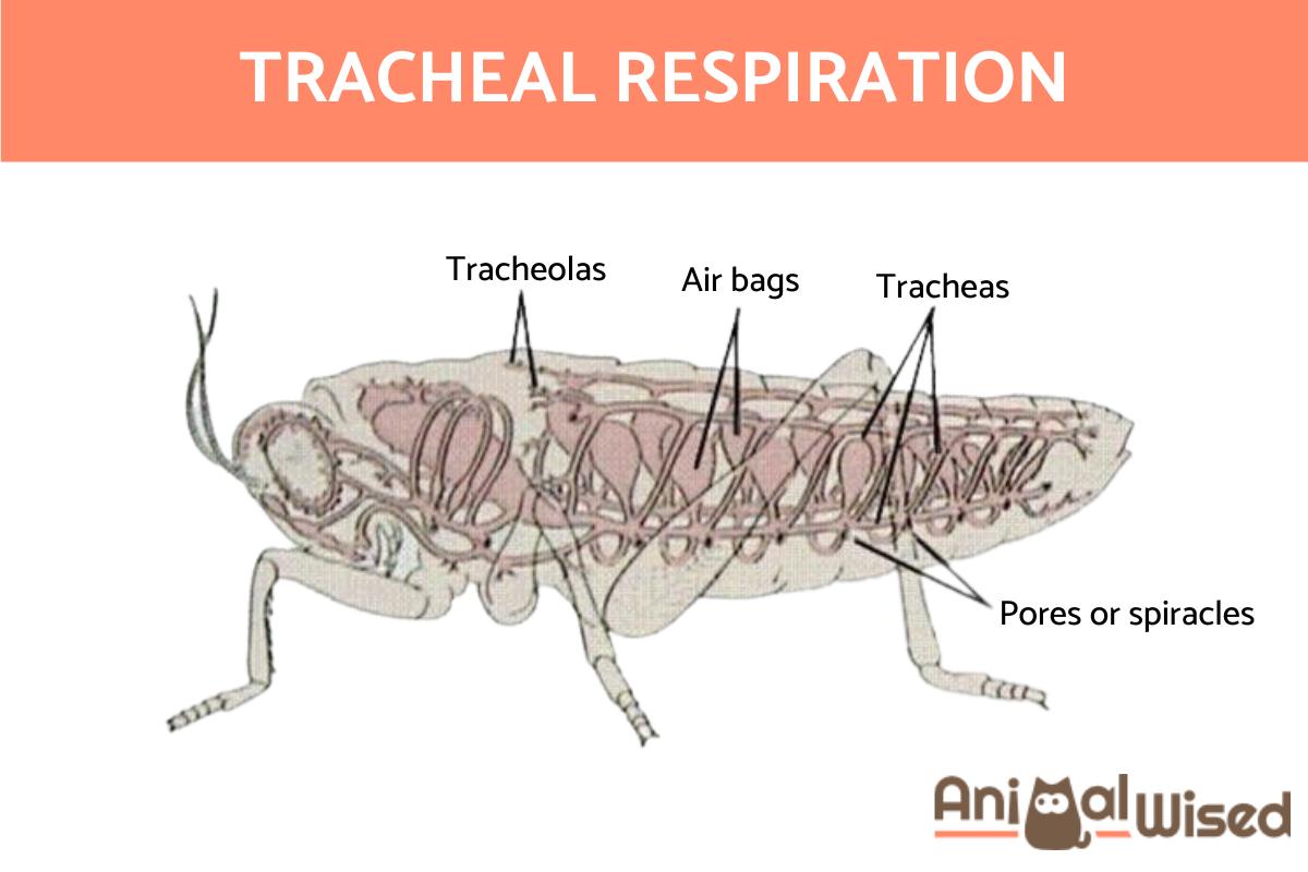 How Do Animals Breathe? - Types of Animal Respiration