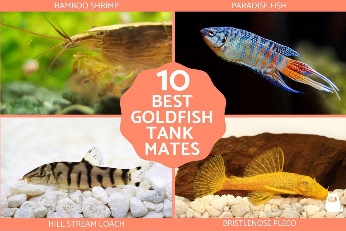 10 Best Fish That Can Live with Goldfish