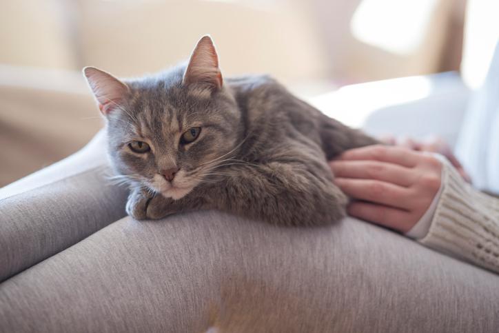 Why is My Cat So Possessive? - What to Do About It