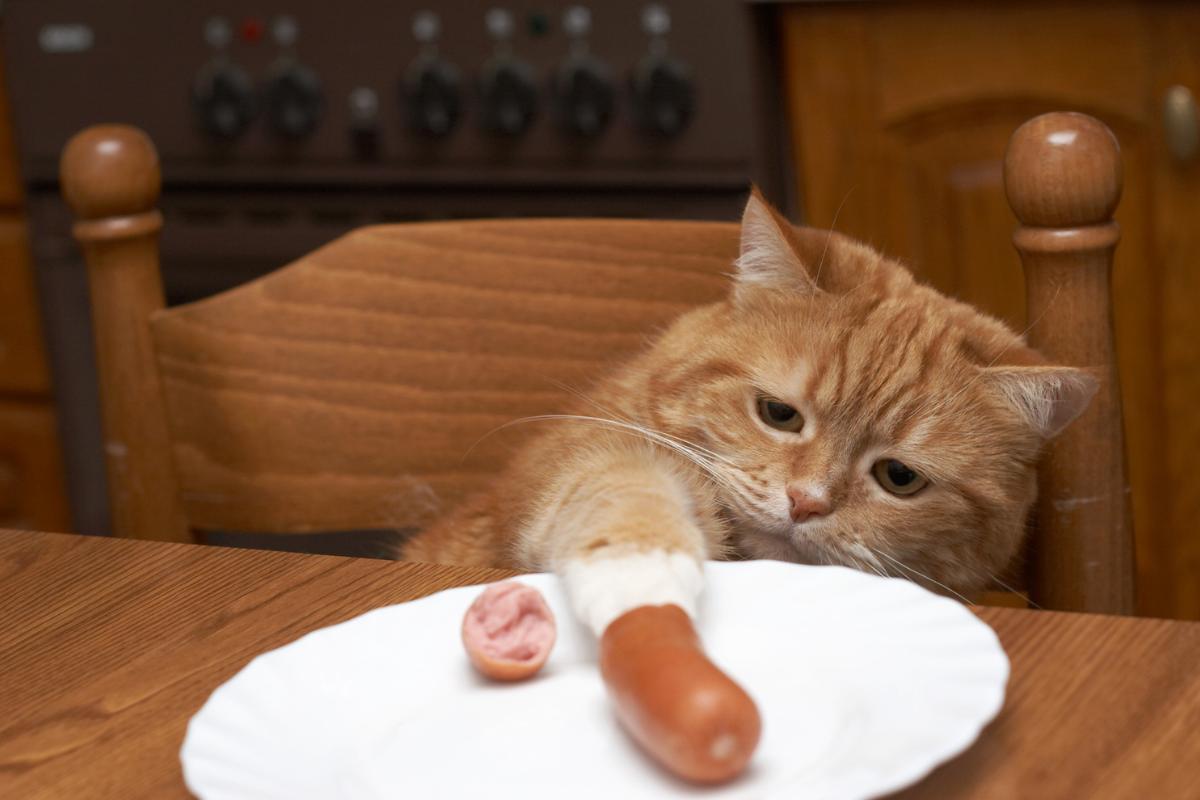 Can Cats Eat Sausage? - Dosage, Side Effects and Contraindications