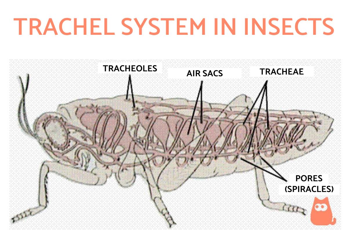 Tracheal System in Insects - Tracheal Respiration With Examples