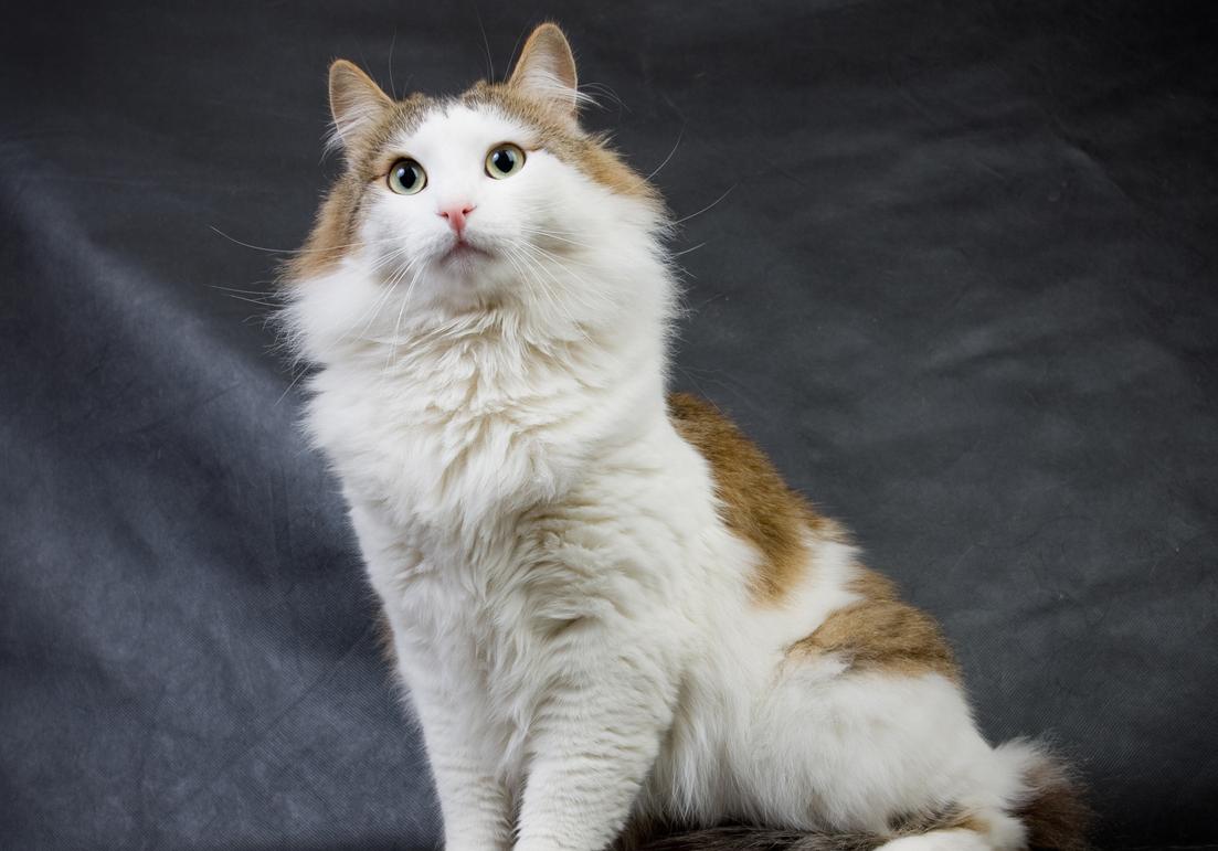 Cat Breeds with Wavy Hair - List with Photos