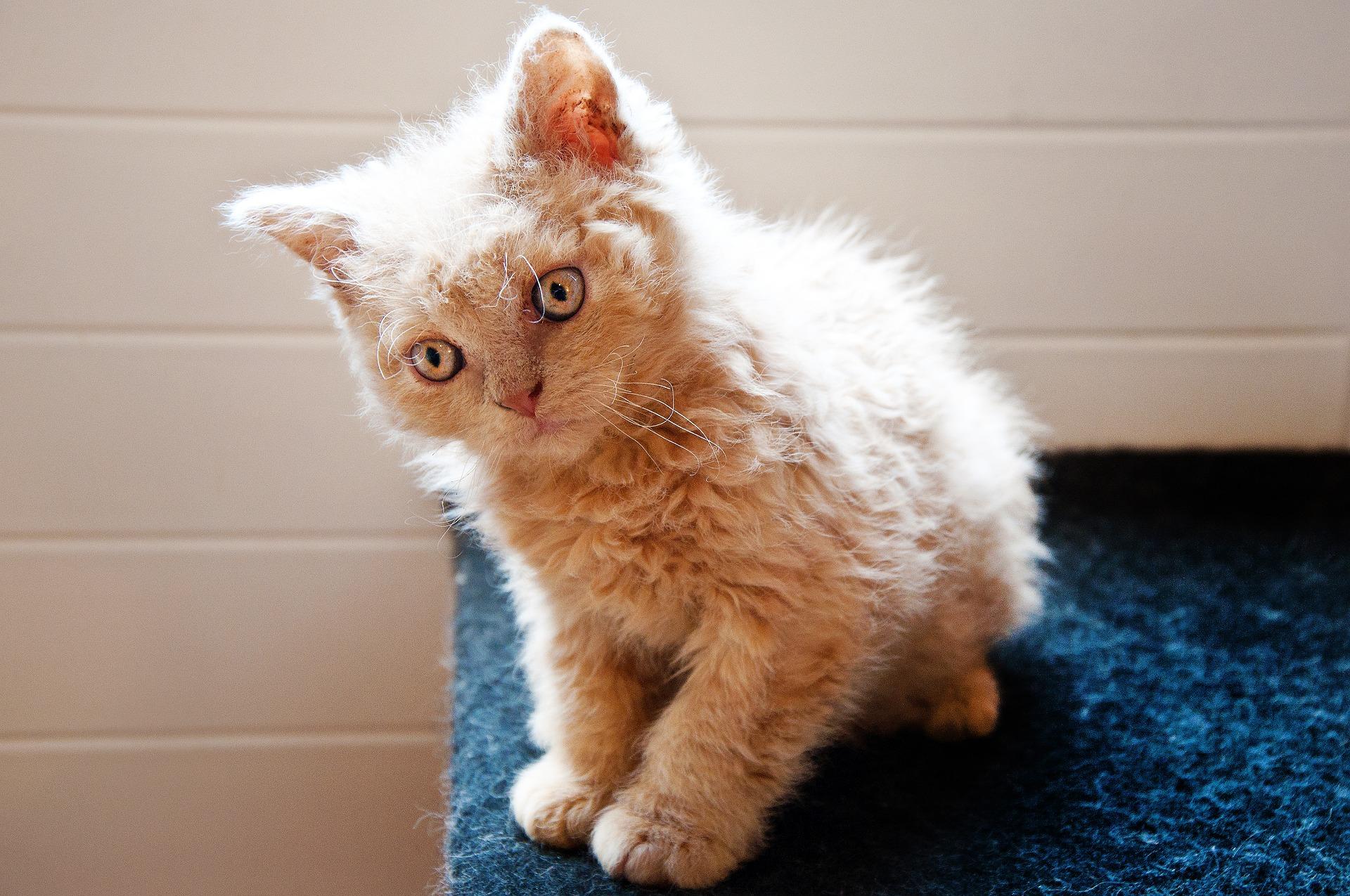 Cat Breeds with Wavy Hair - List with Photos