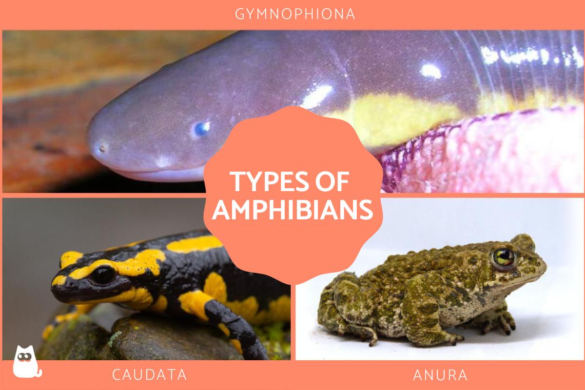 Types of Amphibians - A Comprehensive Guide to Classification, Names ...