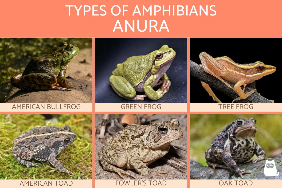 Types of Amphibians - A Comprehensive Guide to Classification, Names ...