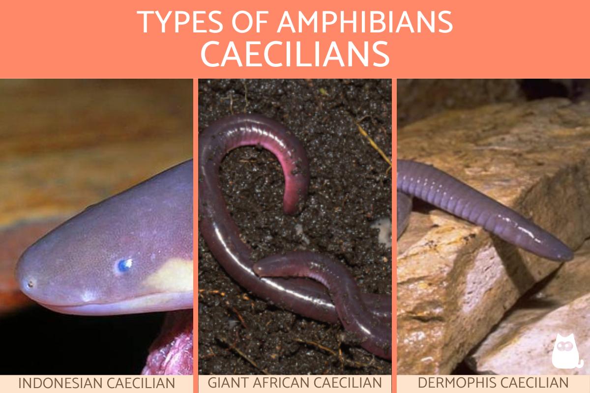 Types of Amphibians - A Comprehensive Guide to Classification, Names ...