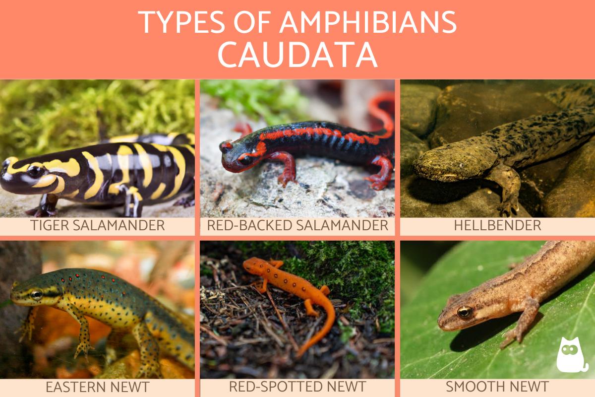 Types of Amphibians - A Comprehensive Guide to Classification, Names ...