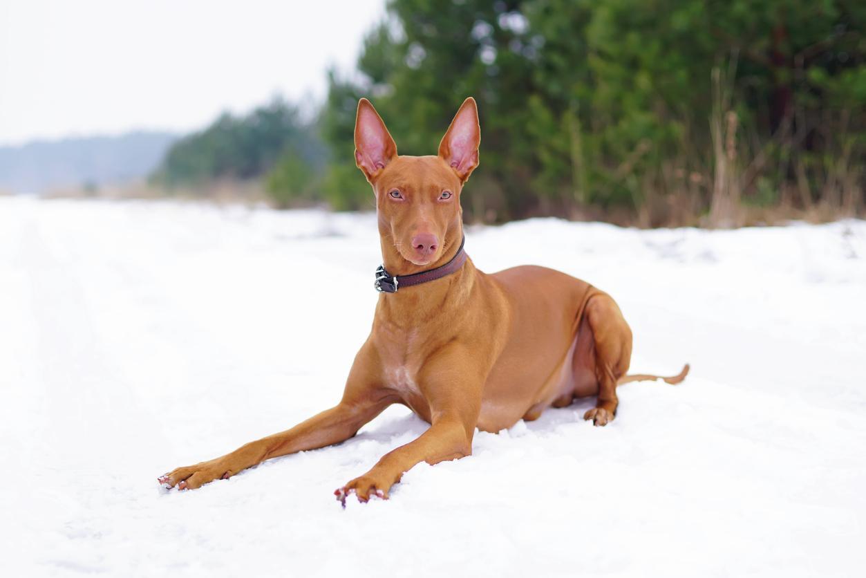 6 Egyptian Dog Breeds List - Origin and Characteristics with Photos