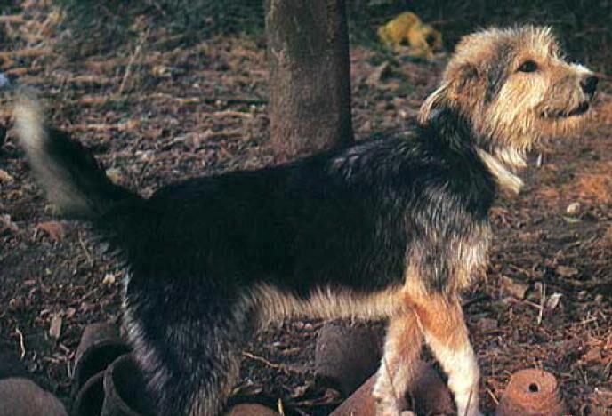 6 Egyptian Dog Breeds List - Origin and Characteristics with Photos