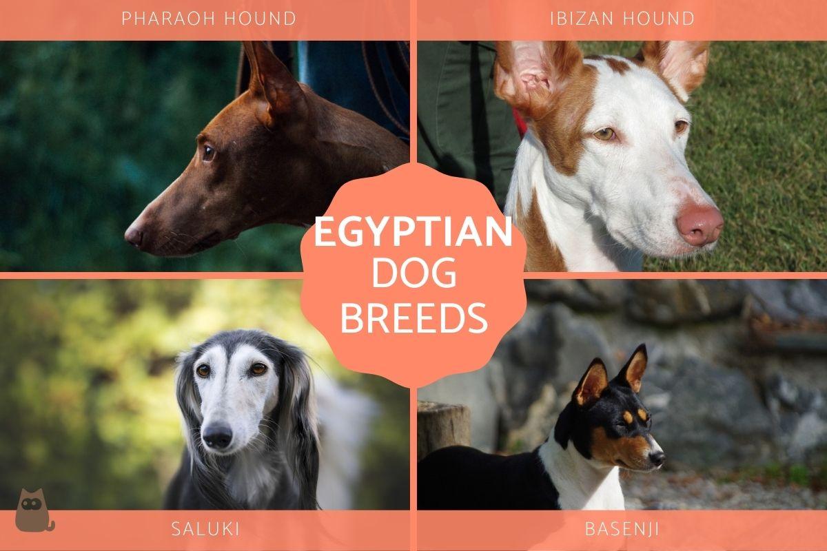 6 Egyptian Dog Breeds List - Origin and Characteristics with Photos