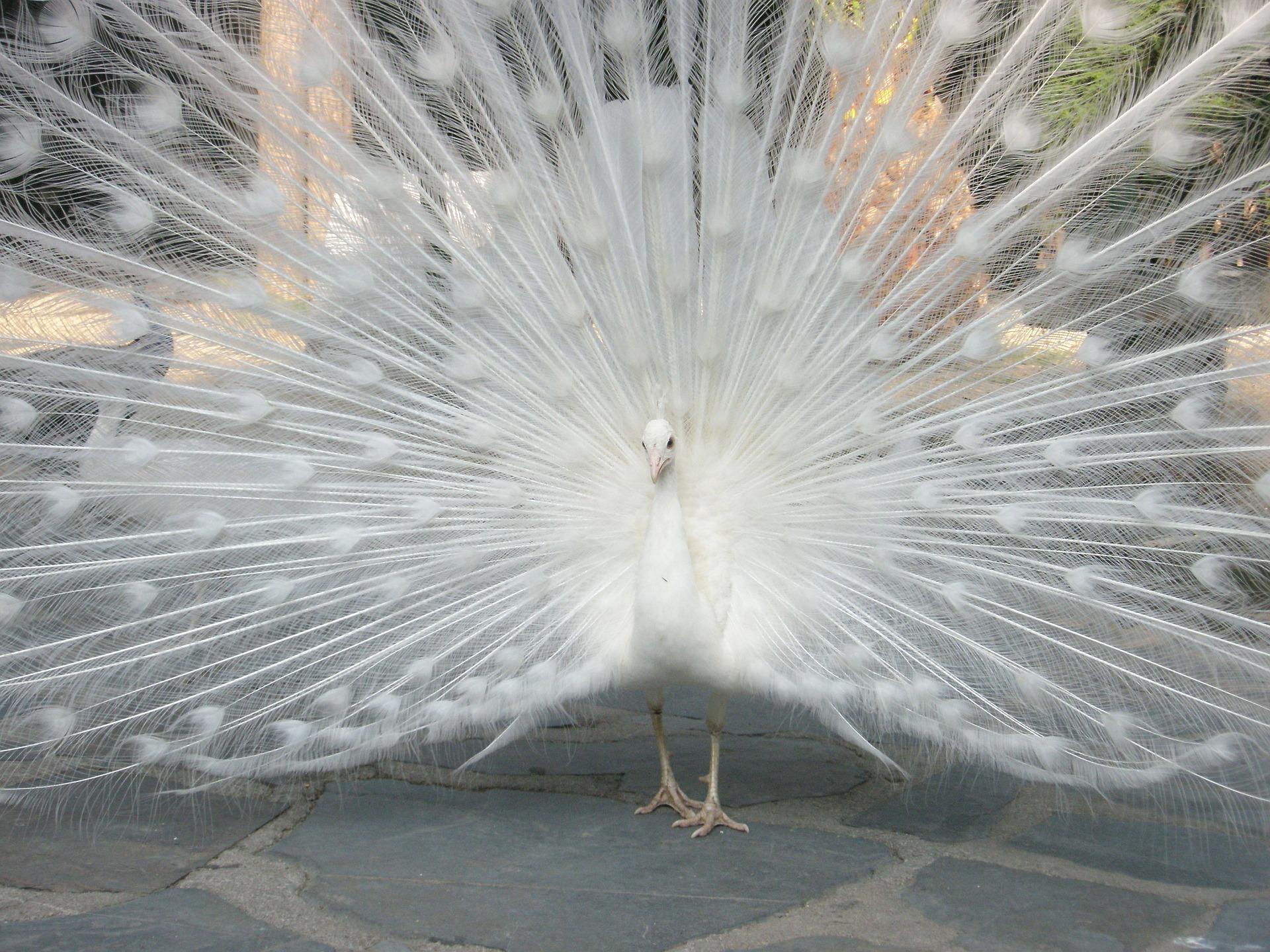 Where Do Peacocks Live? - Wild and Captive Peafowl Habitat