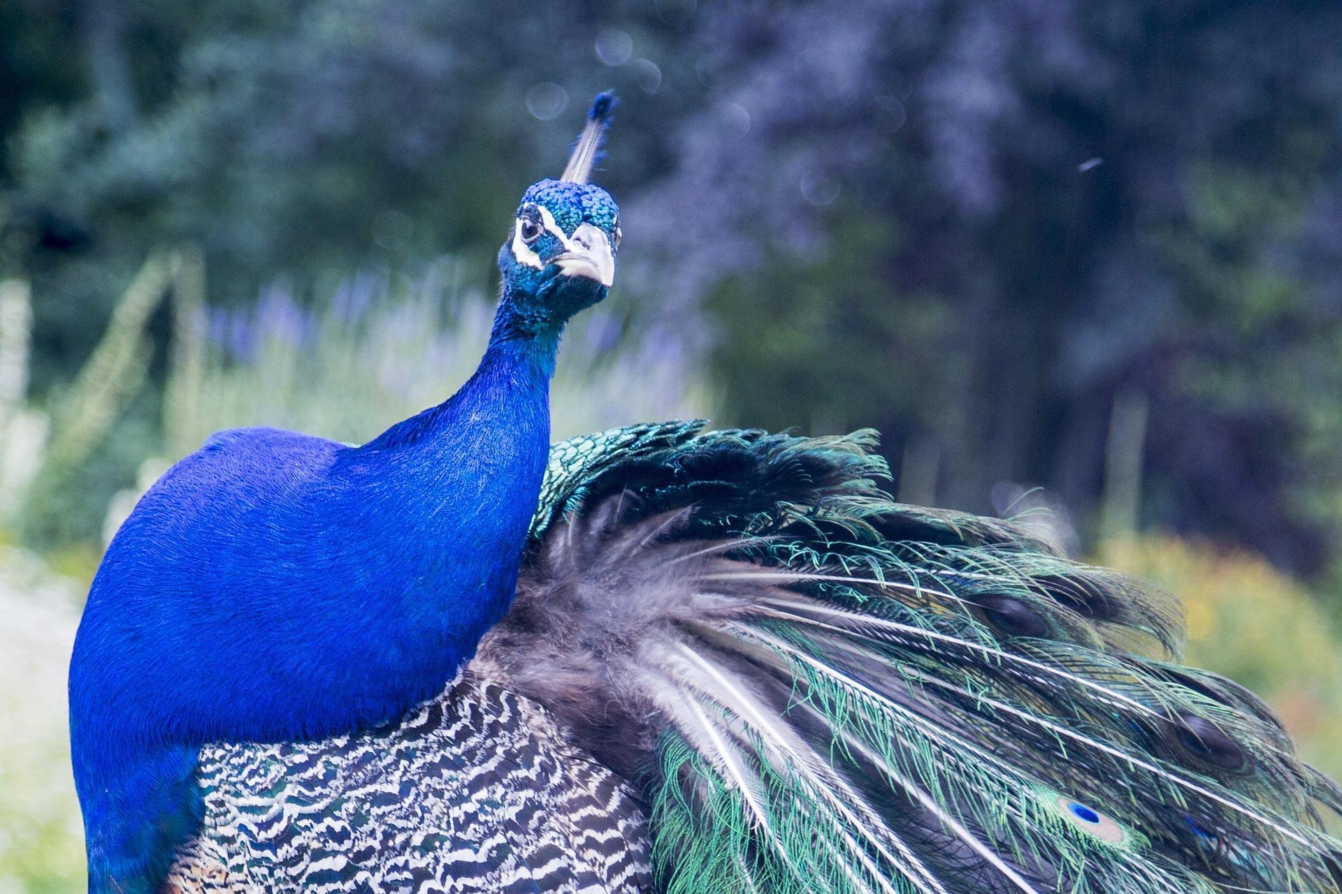 Where Do Peacocks Live? - Wild and Captive Peafowl Habitat