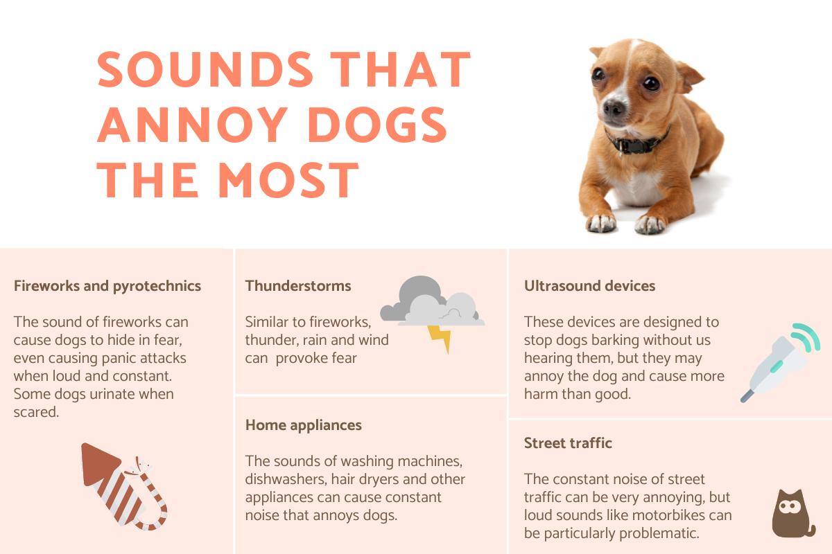 Sounds That Annoy Dogs the Most - Avoid Them All