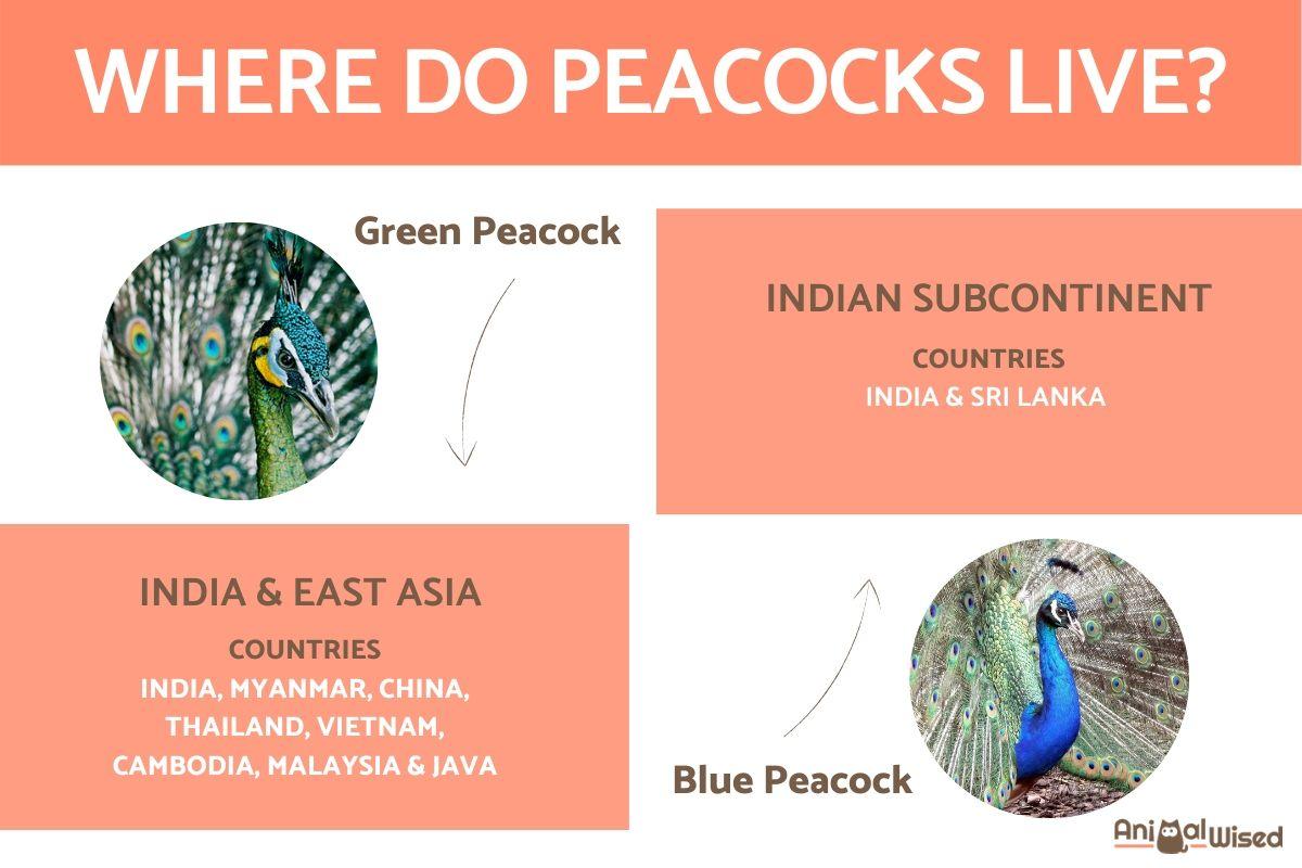 Where Do Peacocks Live? - Wild and Captive Peafowl Habitat