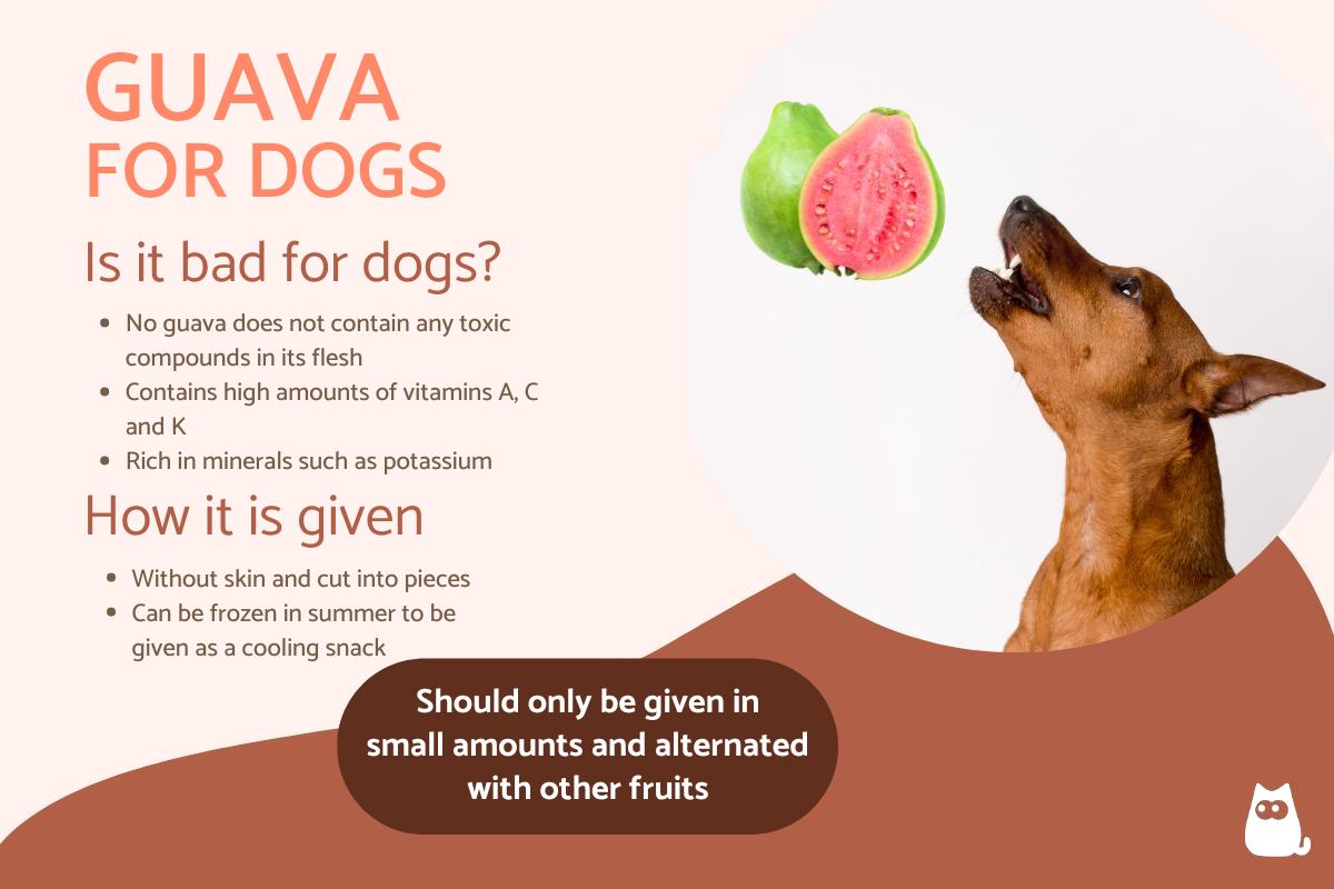 Can Dogs Eat Guava? - Benefits and Amount