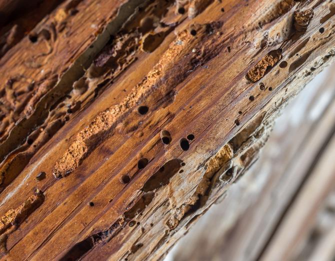 Wood Eating Bugs - Insects That Eat Wood +10 Examples, Photos ...