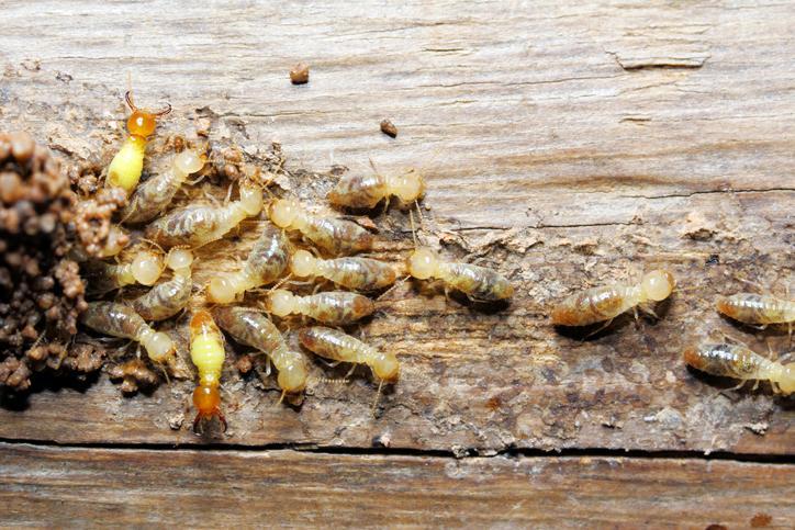 Wood Eating Bugs - Insects That Eat Wood +10 Examples, Photos ...