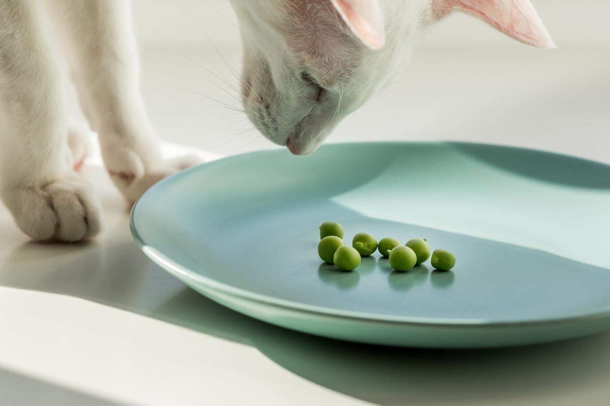 Are Peas Bad for Cats? - Benefits and How to Give Them