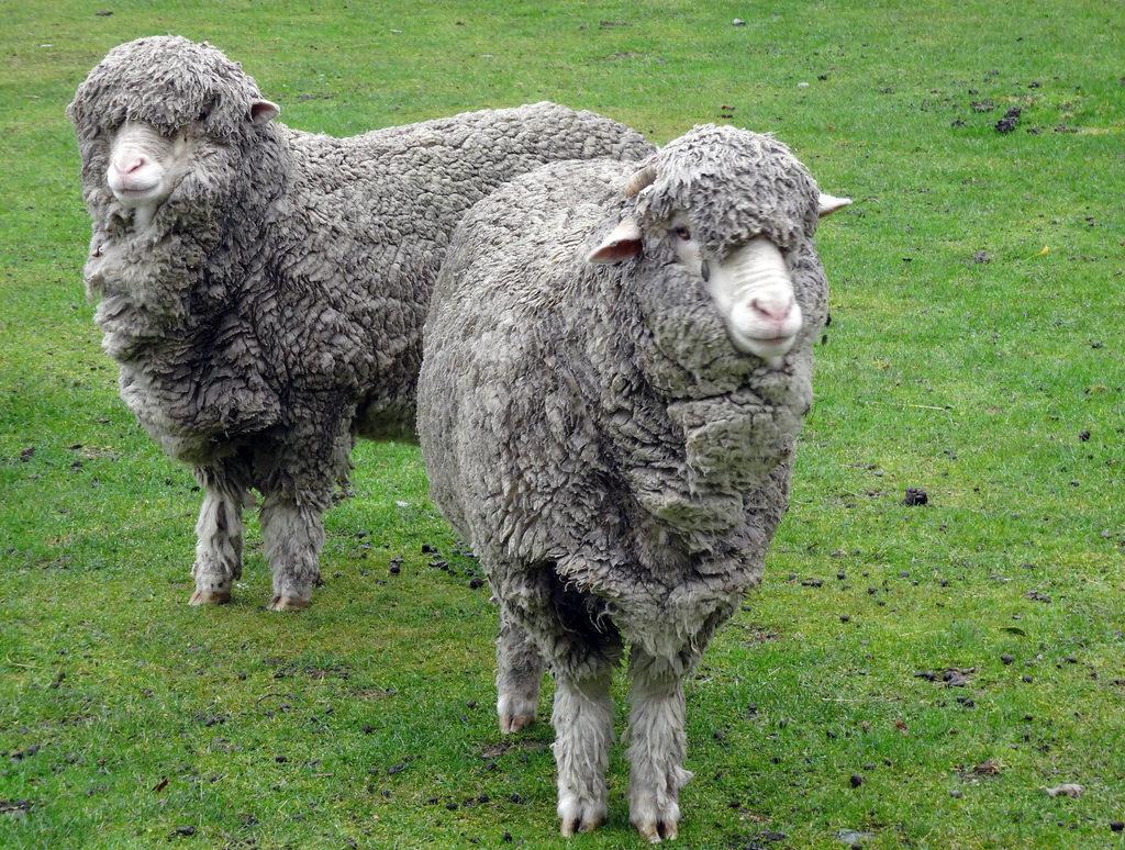 What is the Difference Between a Goat and a Sheep?