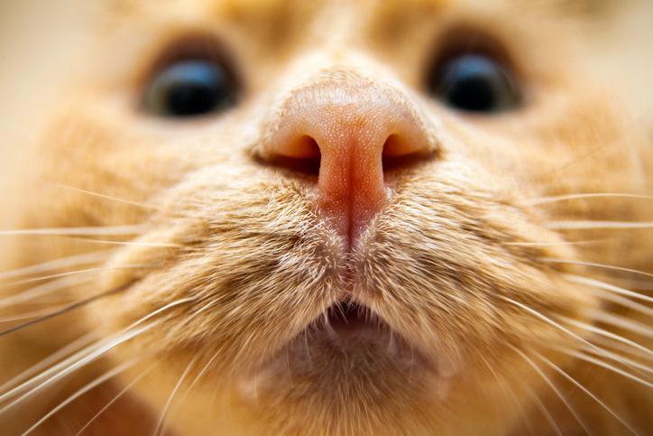 My Cat Has a Swollen Nose - Causes and Treatments