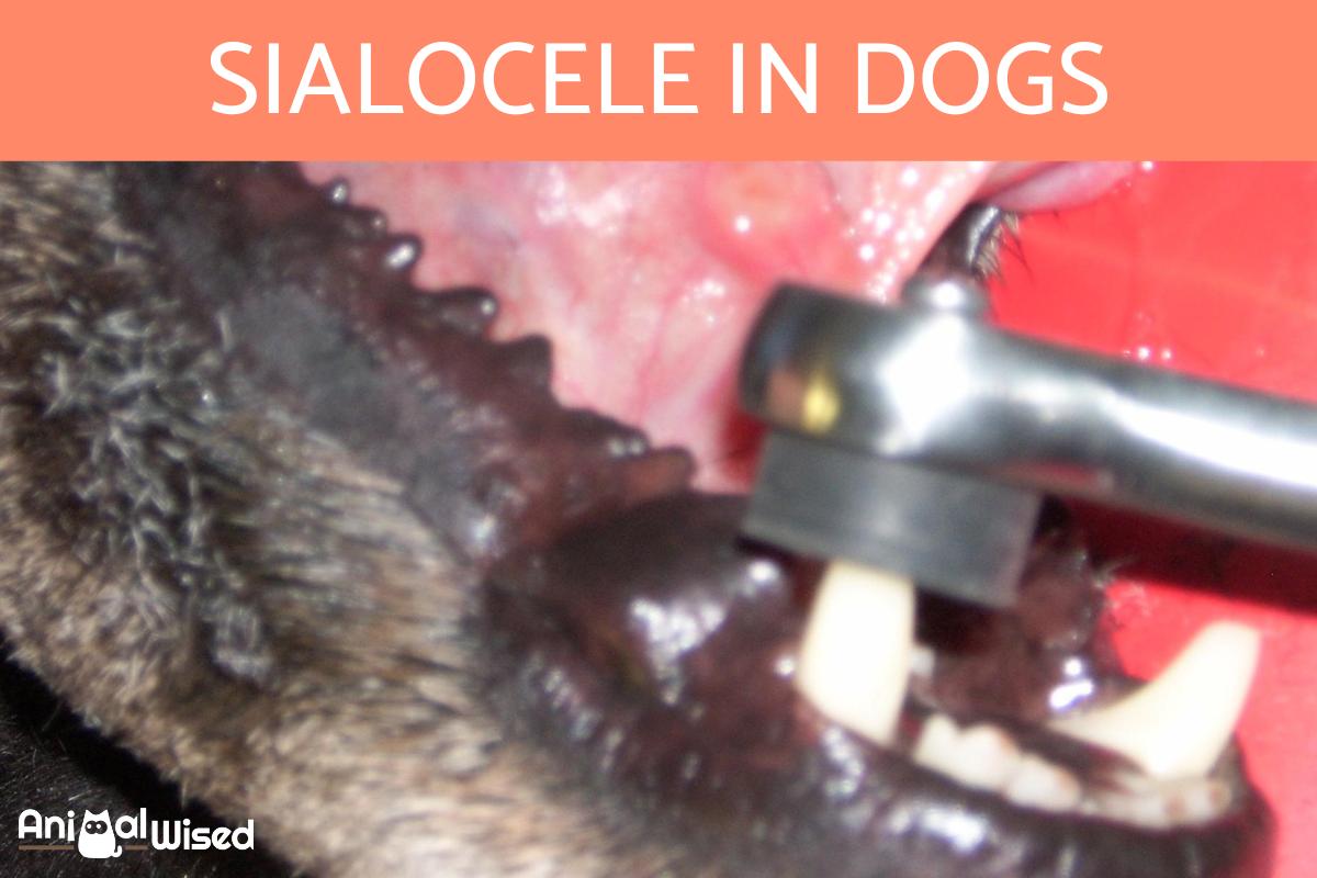 Sialocele in Dogs - Causes, Symptoms and Treatment of Salivary Mucocele