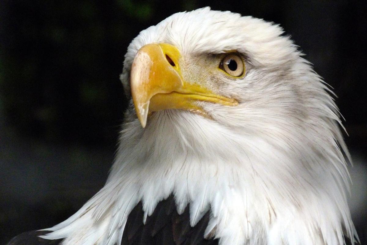 Characteristics of Eagles - Key Traits, Hunting Skills, and Adaptations
