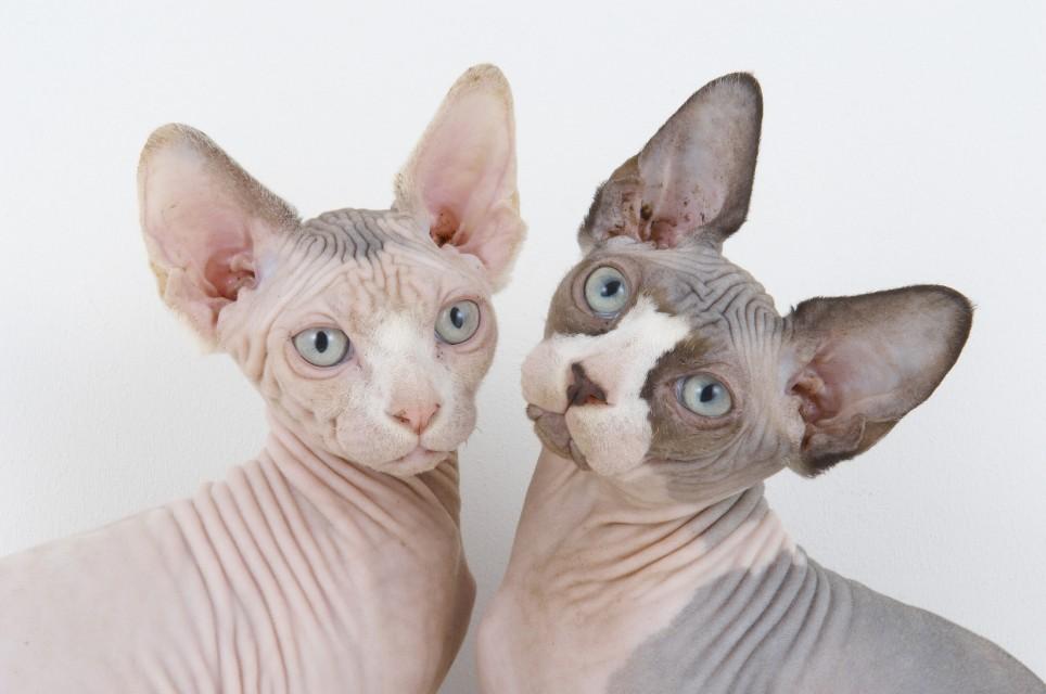 15 Large-Eared Domestic Cats - Cat Breeds With Big Ears (With Photos)