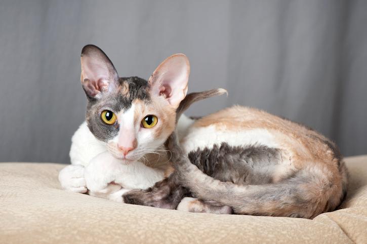 15 Large-Eared Domestic Cats - Cat Breeds With Big Ears (With Photos)
