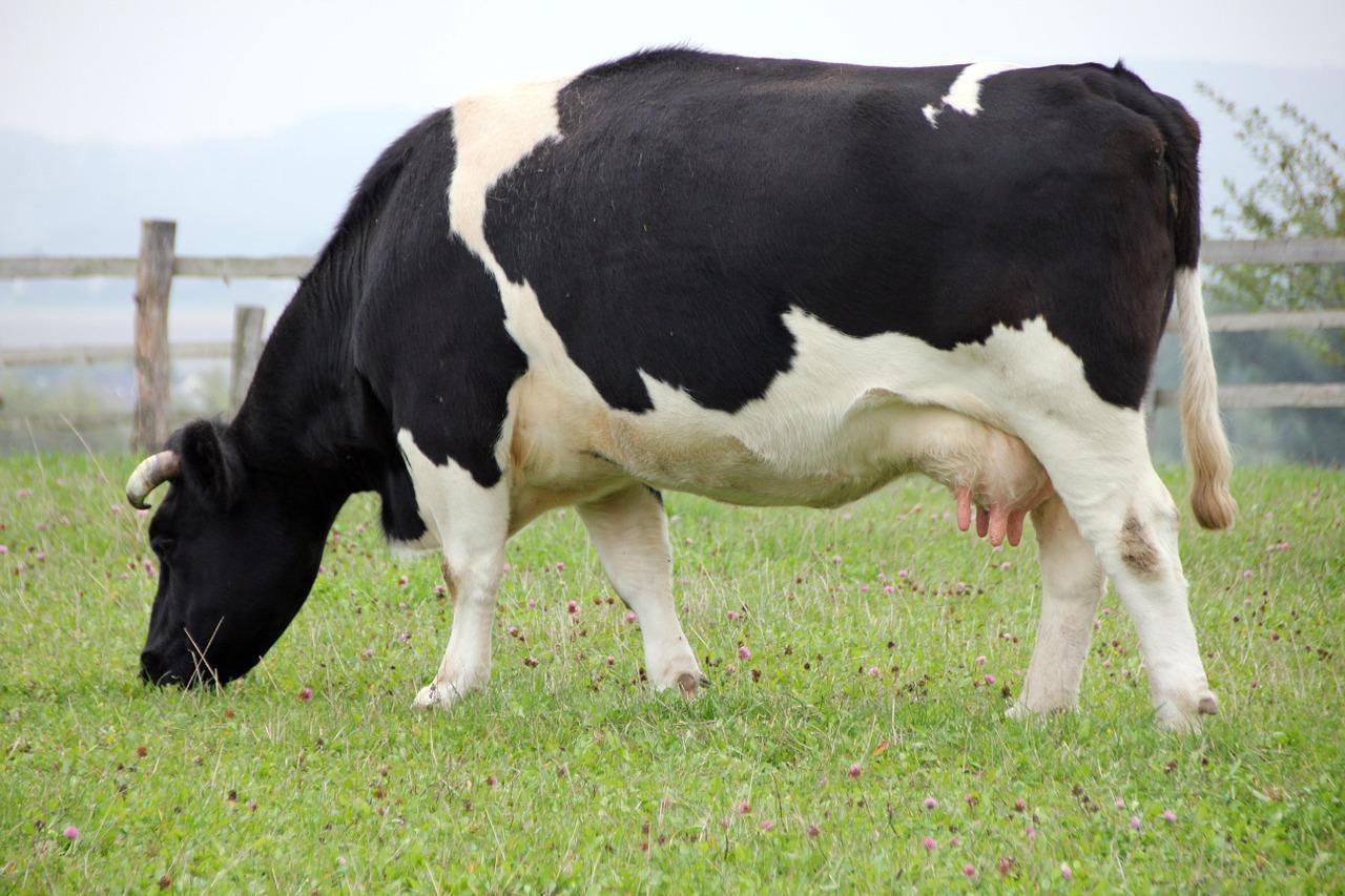 8 Common Cattle Diseases - Symptoms and Treatment