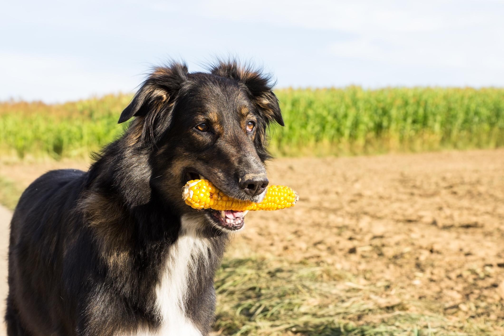 How to Give Your Dog Corn Safely - A Step-by-Step Guide