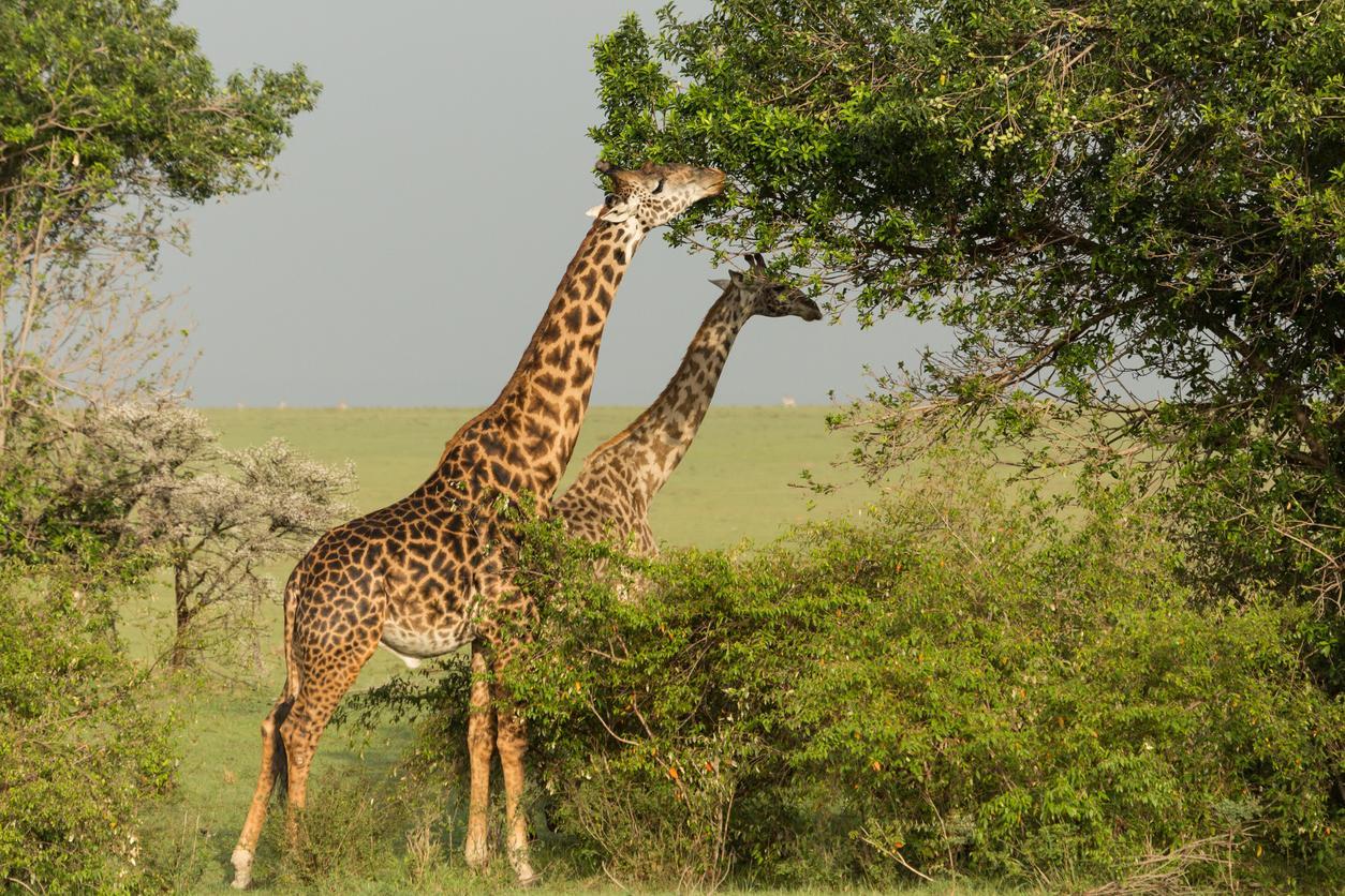 Why Do Giraffes Have Such Long Necks? - Darwin Explanation & More