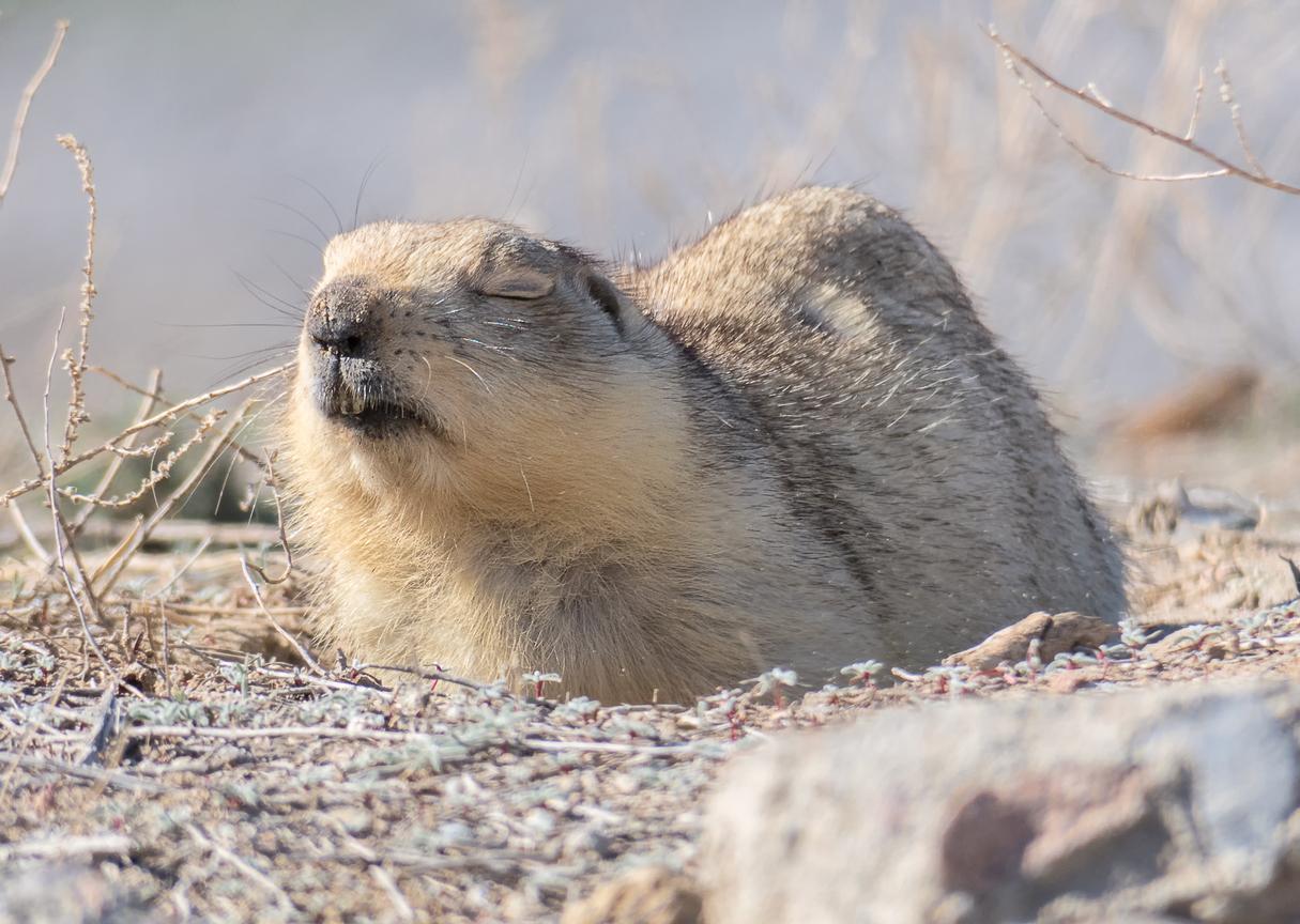 Do Groundhogs Sleep at Night? - Groundhog Sleep and Hibernation Cycles