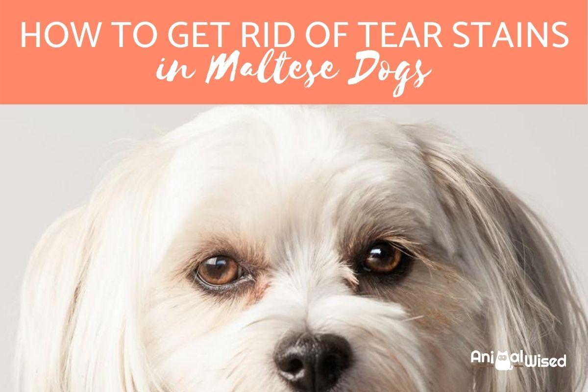 How to Get Rid of Tear Stains on Maltese Dogs - Whiten Eye Stains