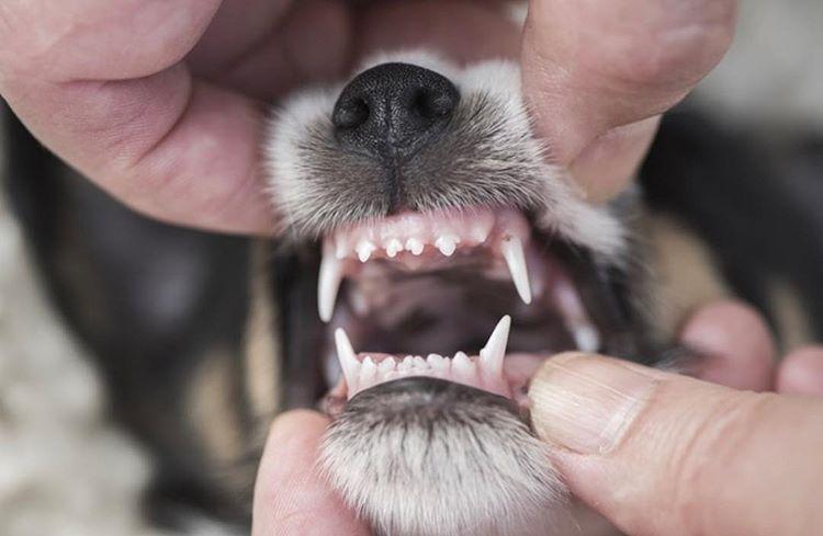When Do Dogs Lose Their Baby Teeth? - Canine Dental Development