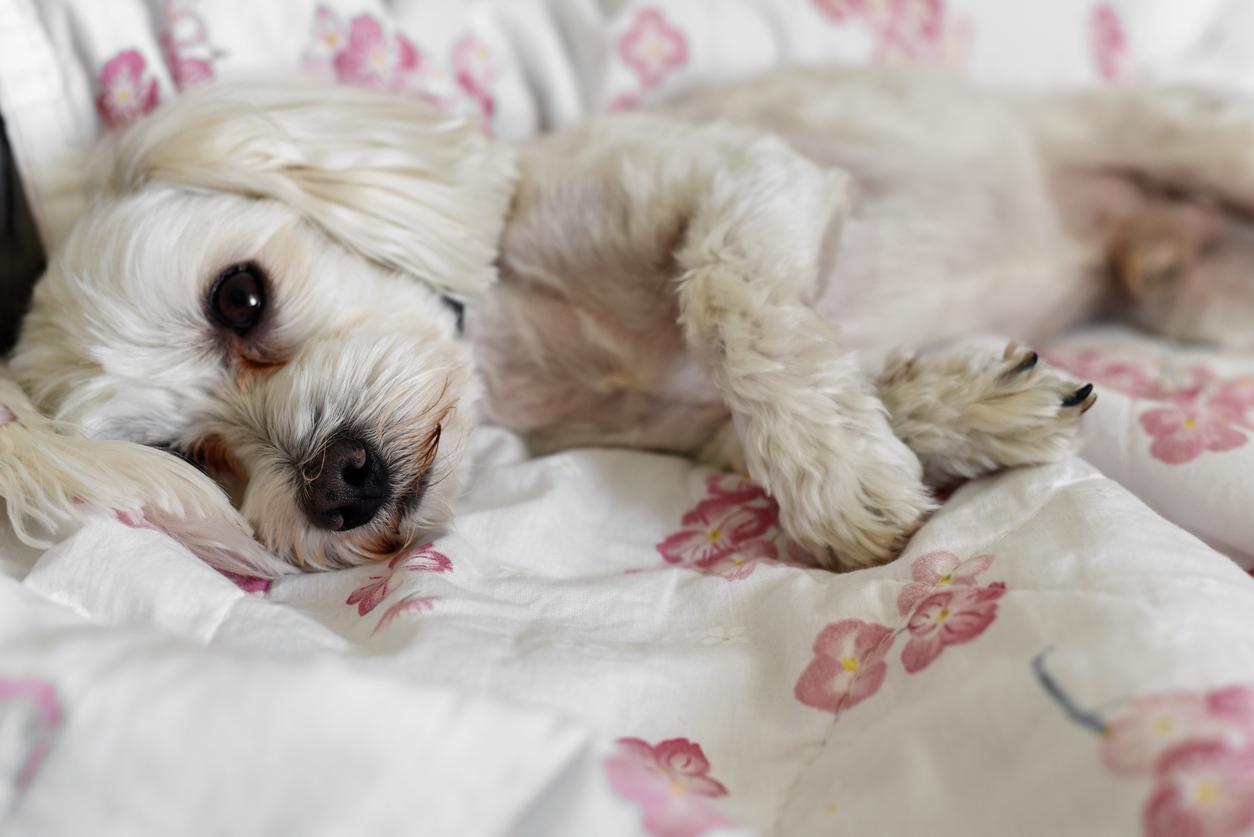 How to Get Rid of Tear Stains on Maltese Dogs - Whiten Eye Stains