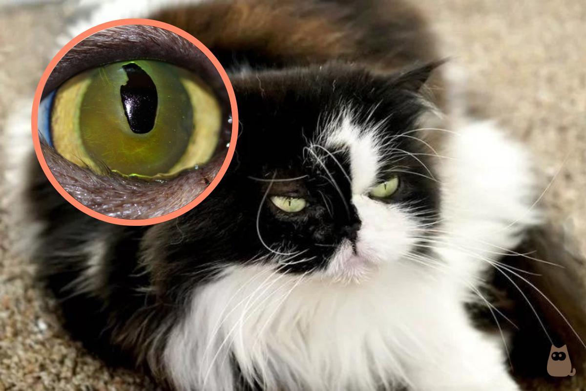 Corneal Sequestrum in Cats - Black Spot on Cat's Eye Causes and Treatment