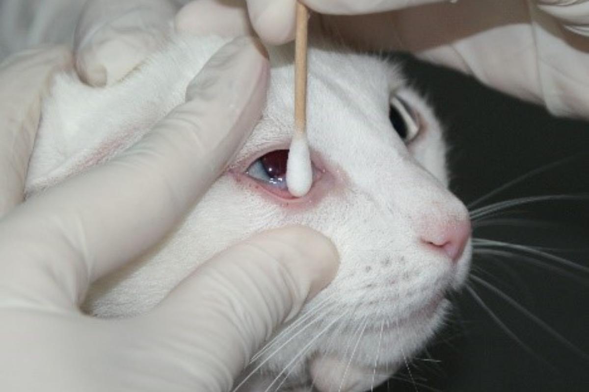 Corneal Sequestrum in Cats - Black Spot on Cat's Eye Causes and Treatment