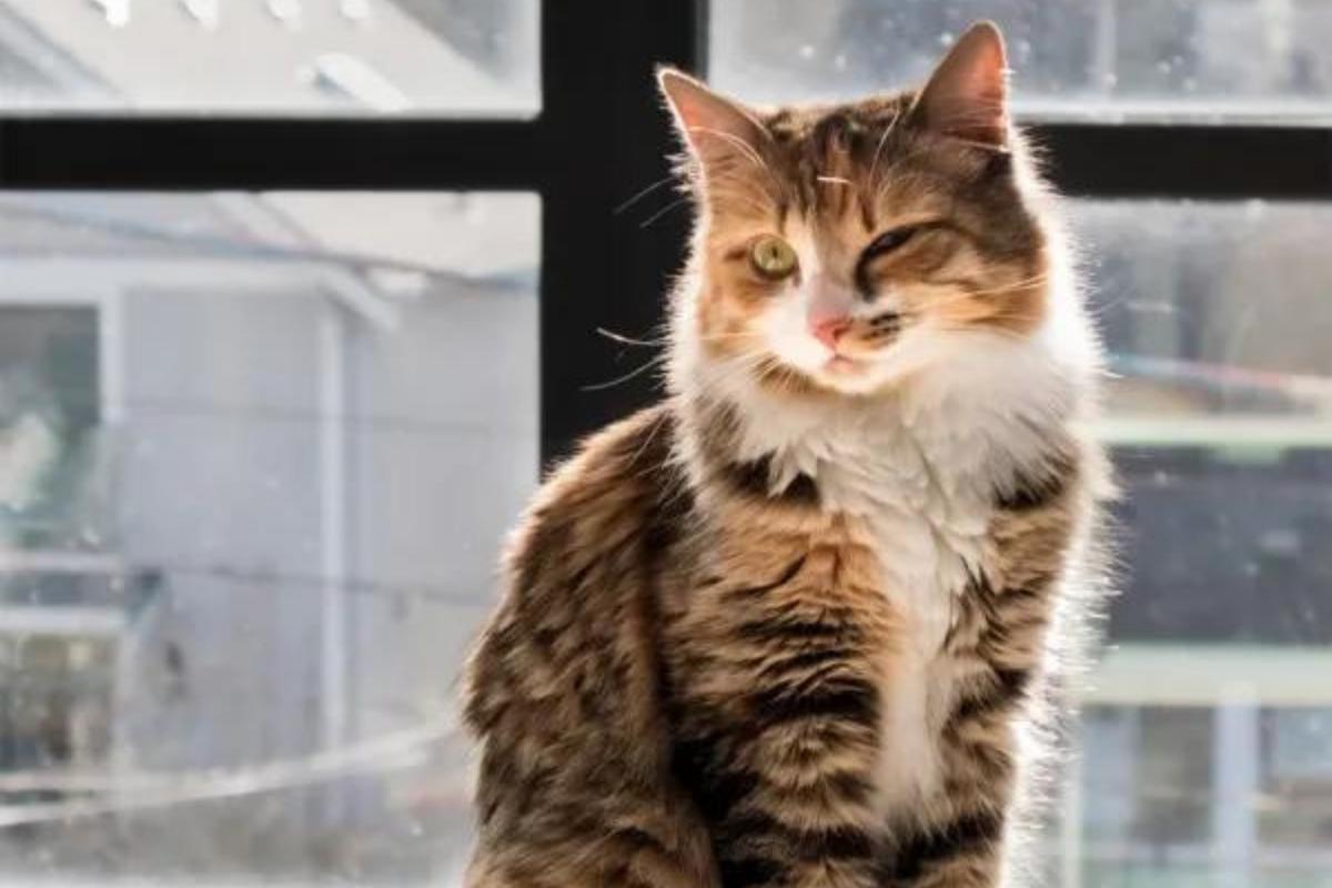 Corneal Sequestrum in Cats - Black Spot on Cat's Eye Causes and Treatment