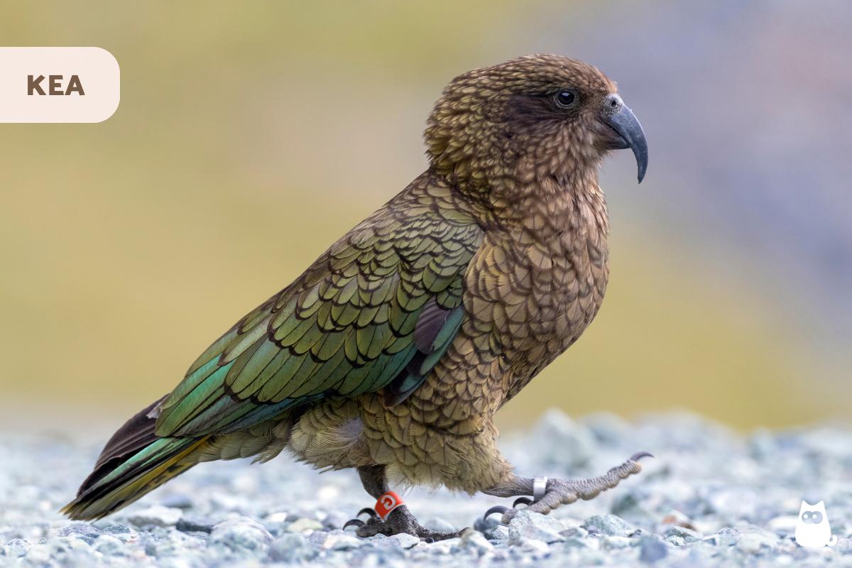 20 Types of New Zealand Birds - With Photos