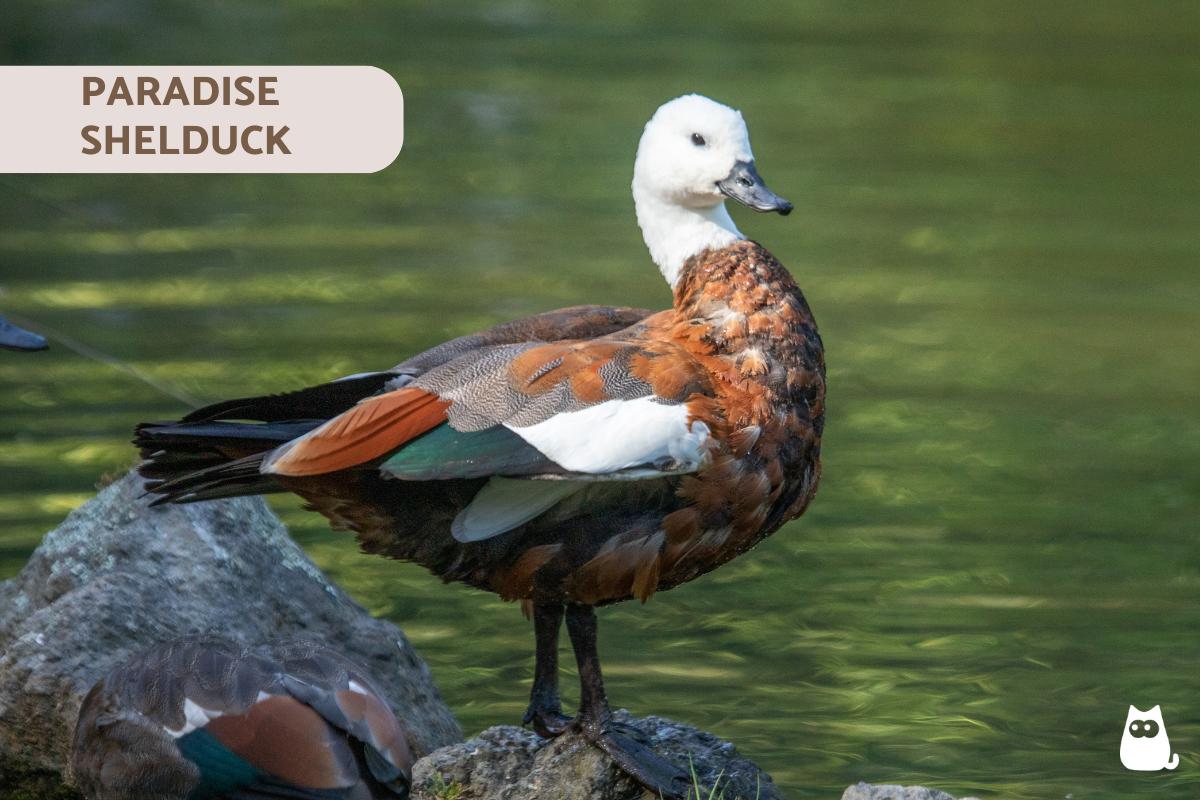20 Types of New Zealand Birds - With Photos