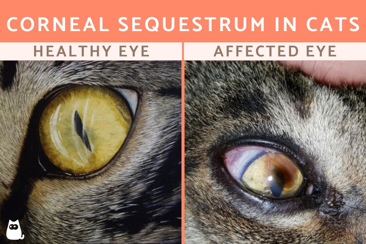 Corneal Sequestrum in Cats - Black Spot on Cat's Eye Causes and Treatment