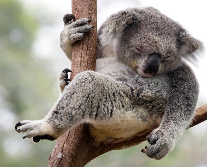 15 Animals That Sleep A LOT - Hours, Characteristics, Photos & Videos