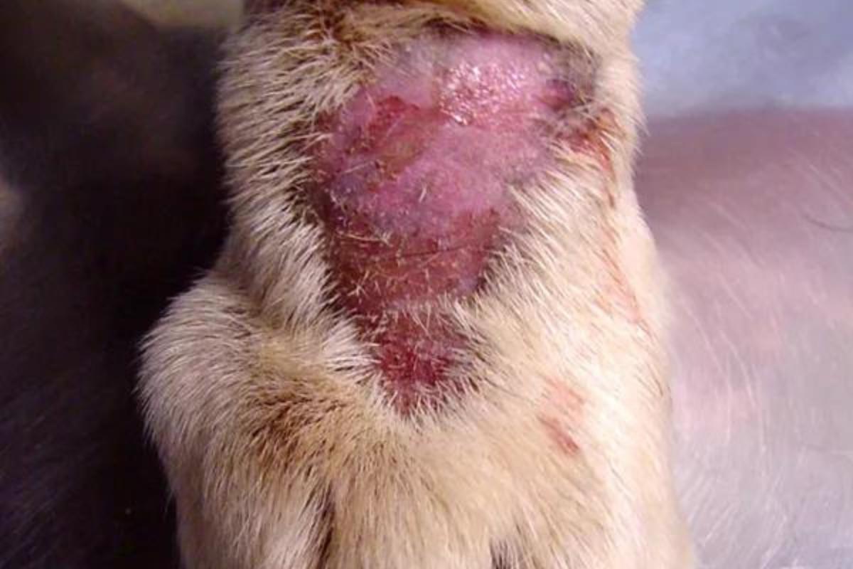 7 Dog Paw Problems - Causes, Symptoms and Treatment With Pictures