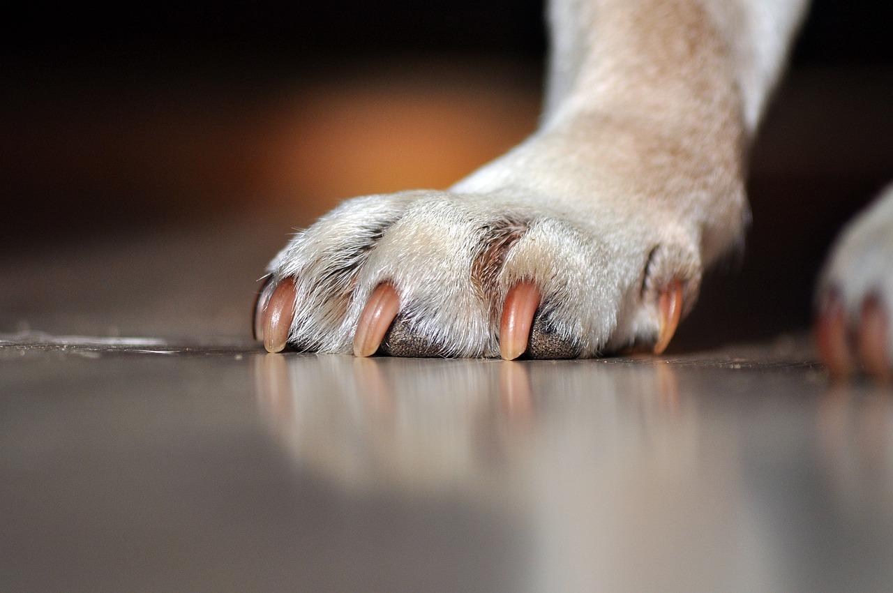 7 Dog Paw Problems - Causes, Symptoms and Treatment With Pictures
