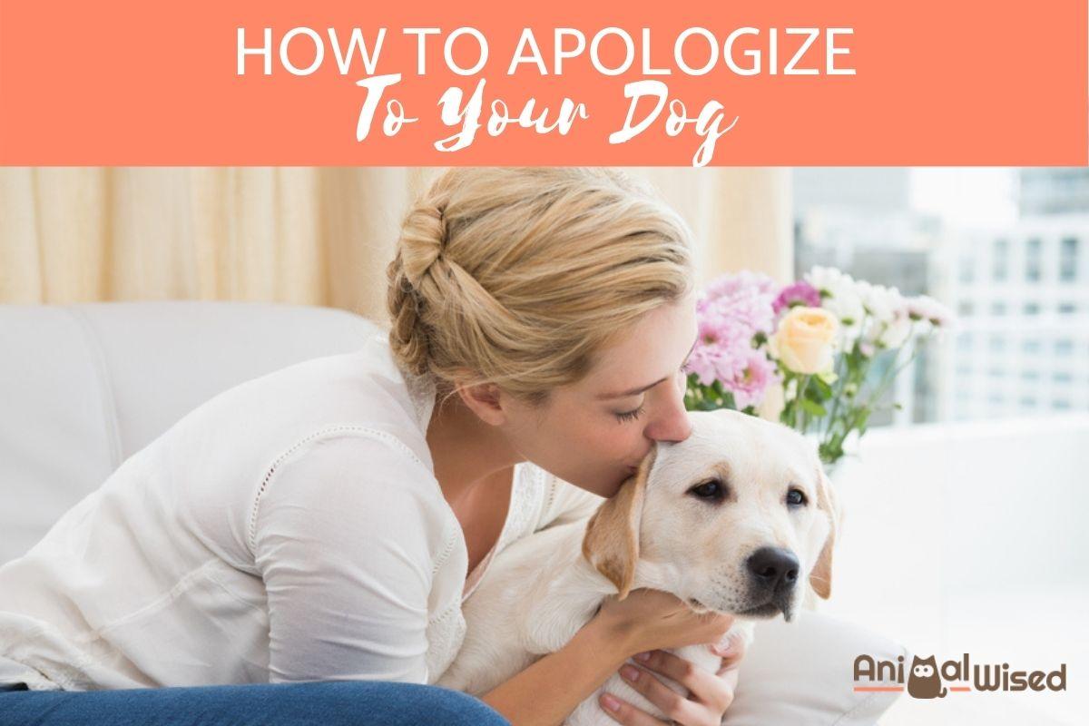 How to Apologize to Your Dog - The Best Approach