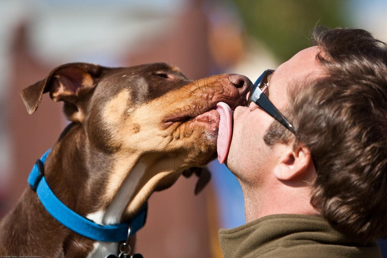 How to Apologize to Your Dog - The Best Approach