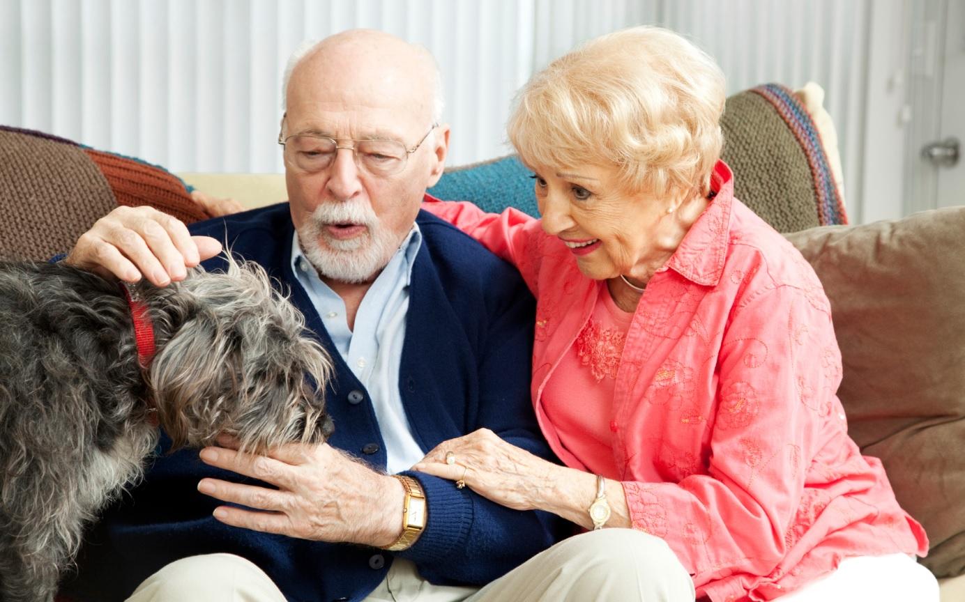 How to Apologize to Your Dog - The Best Approach